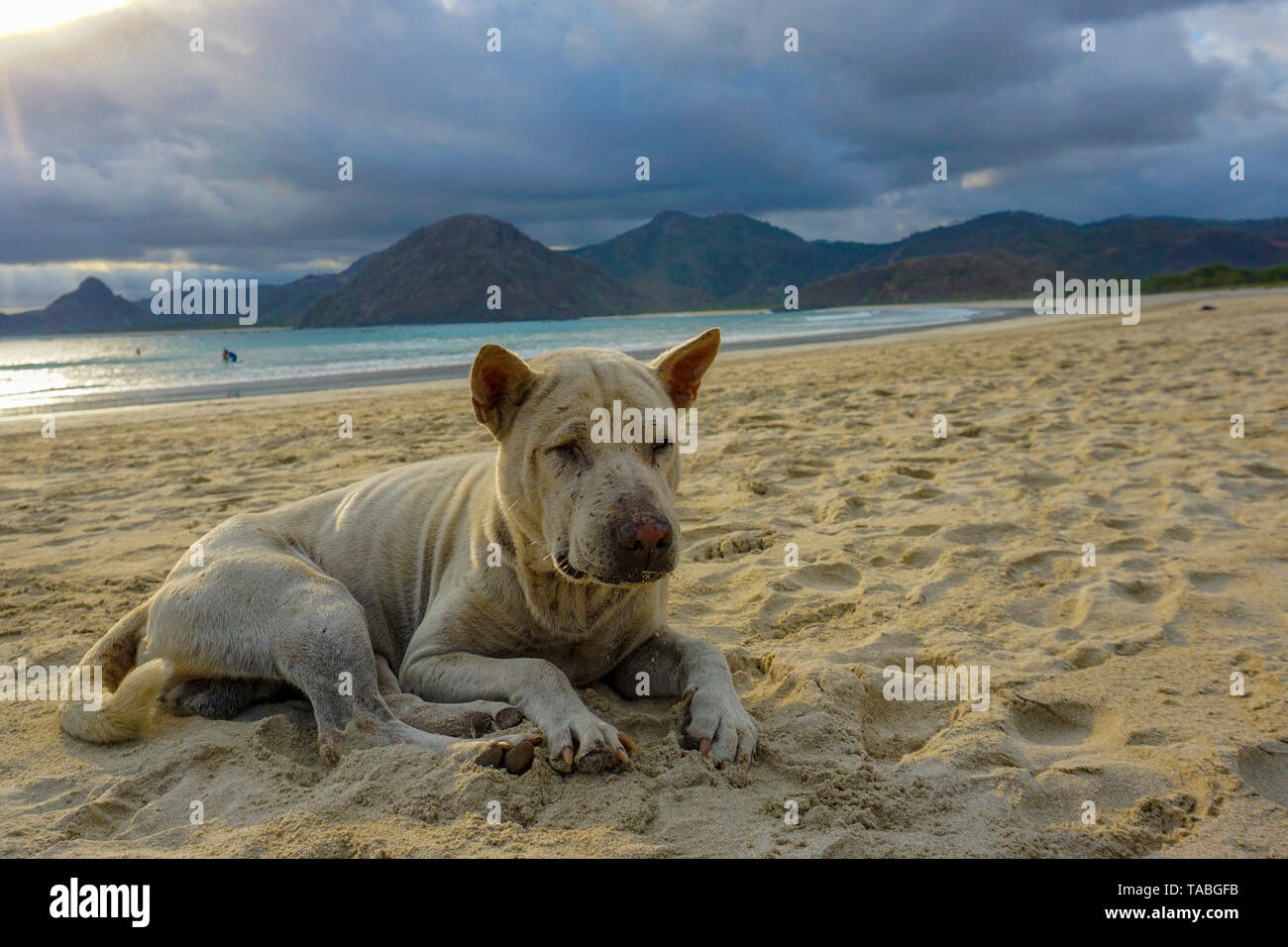 Sad stray dog sleeping on Indian beach Stock Photo - Alamy