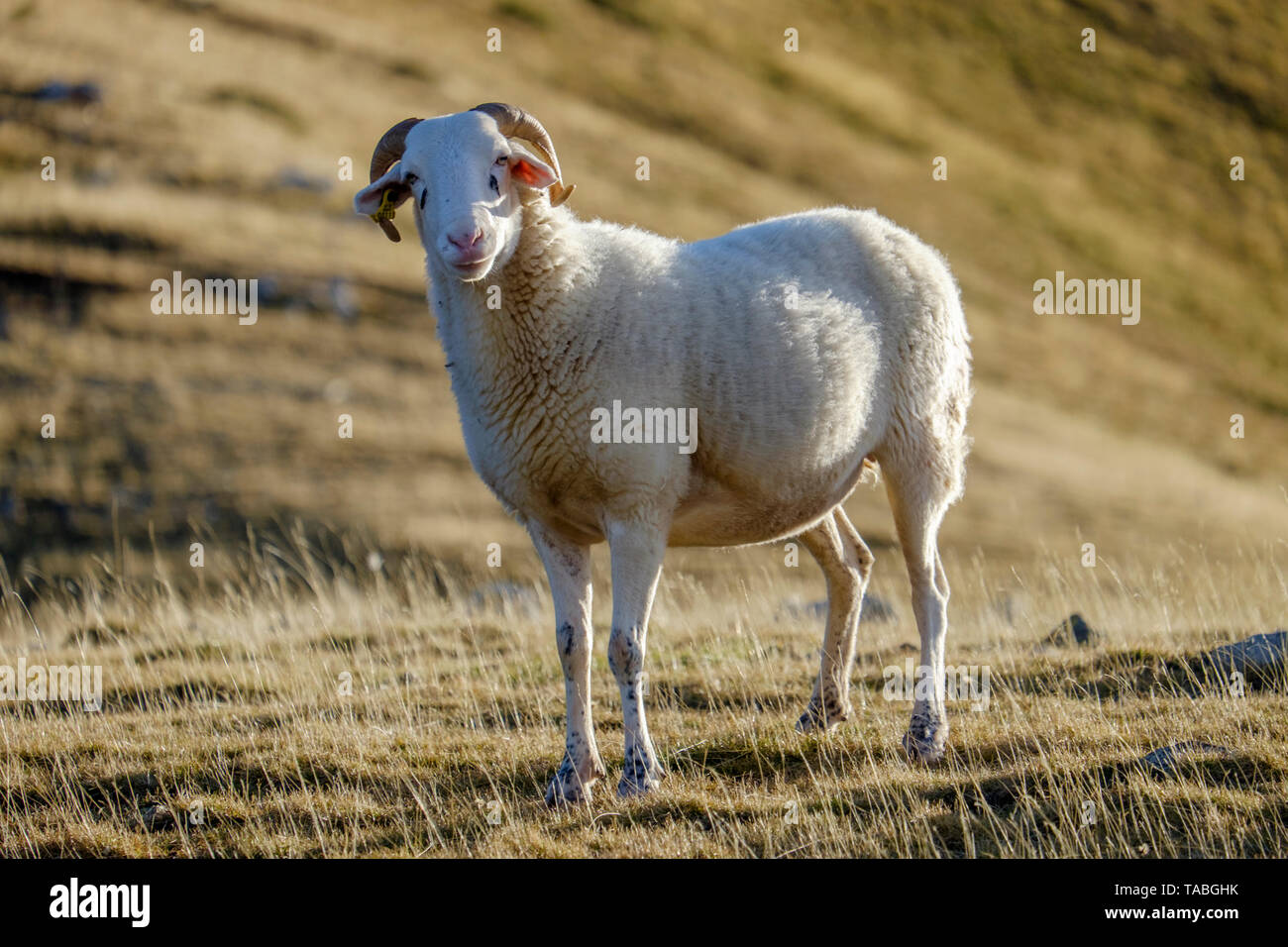 Pyrenees Mountain sheep. Spain Stock Photo - Alamy