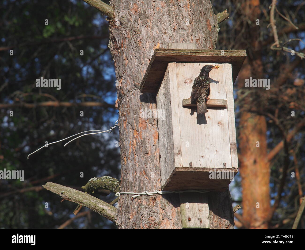 The Starling carries food to the Chicks in the birdhouse. Wild bird ...