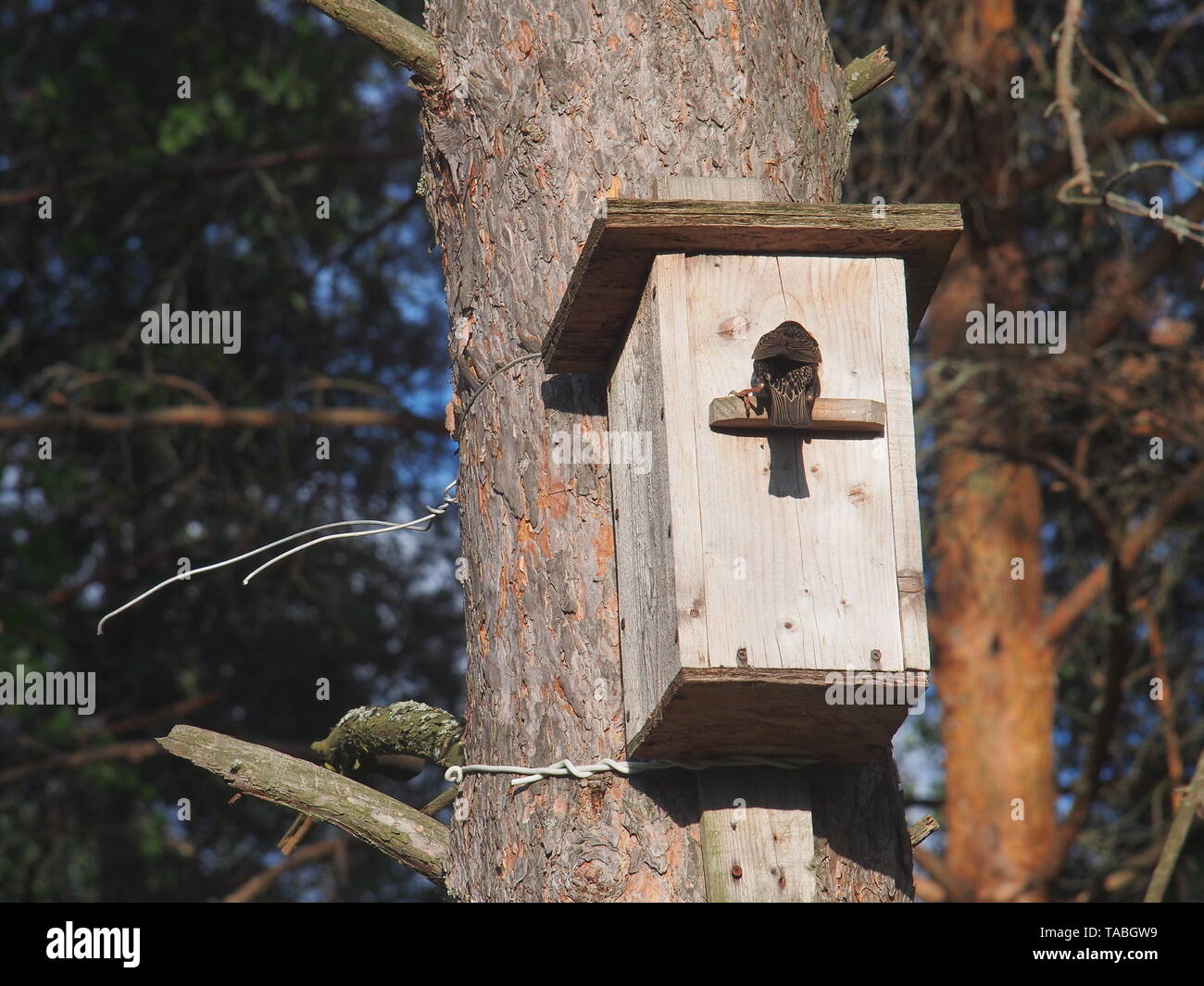 The Starling carries food to the Chicks in the birdhouse. Wild bird ...