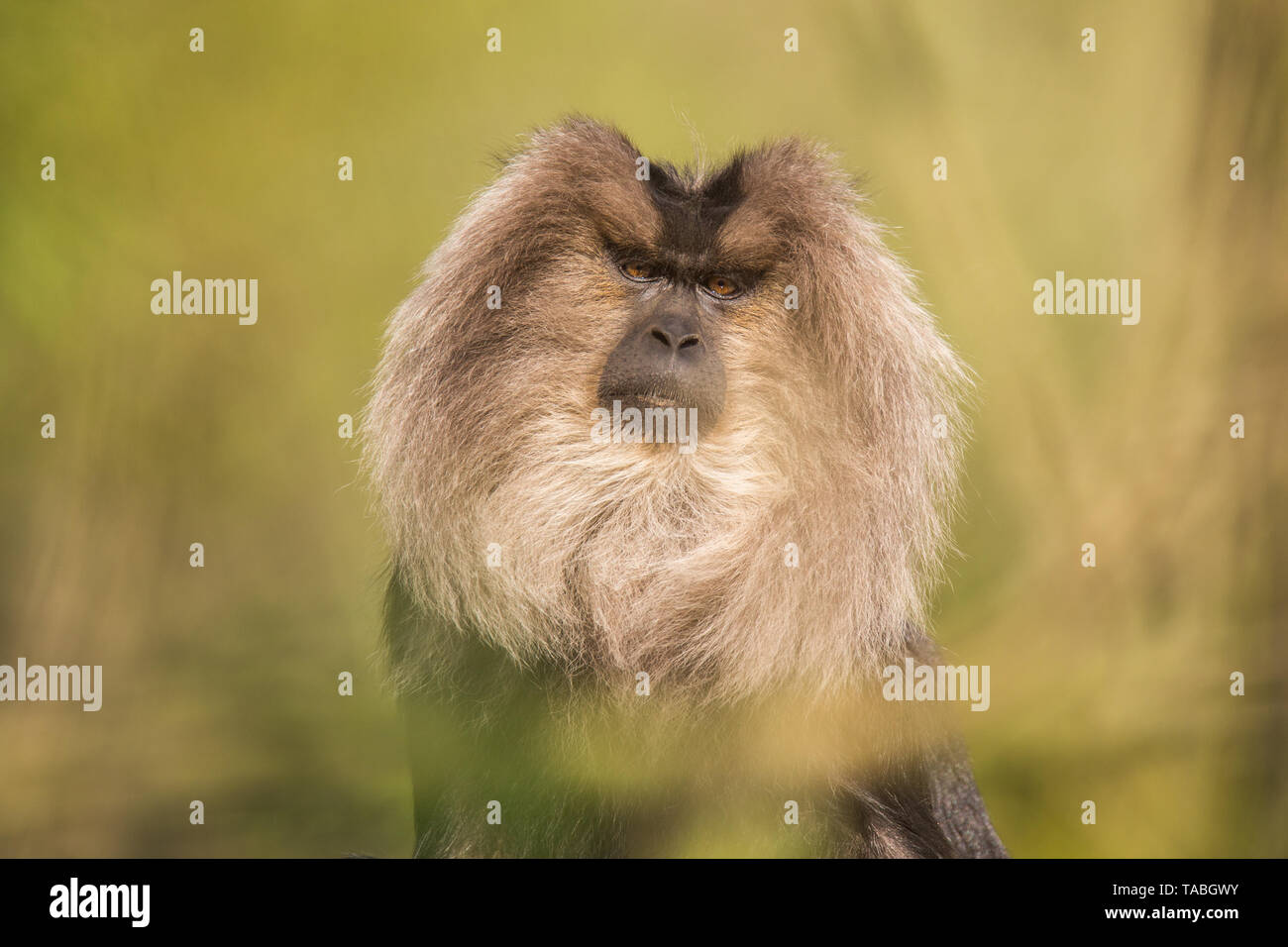 Lion tailedmacaque hi-res stock photography and images - Alamy
