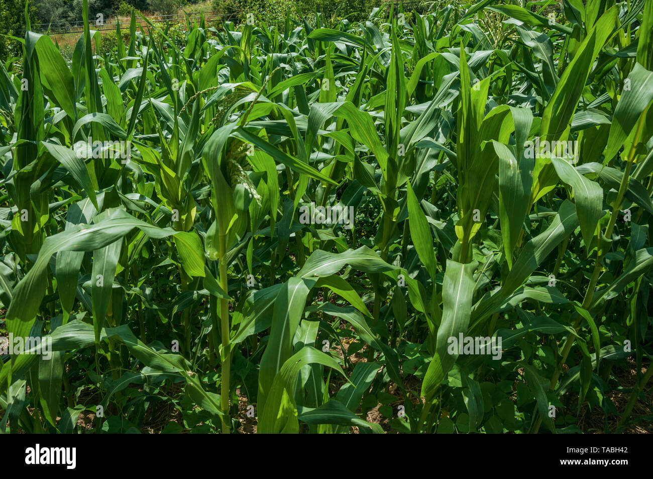 Field with green leafy corn still in growth at the outskirts of ...