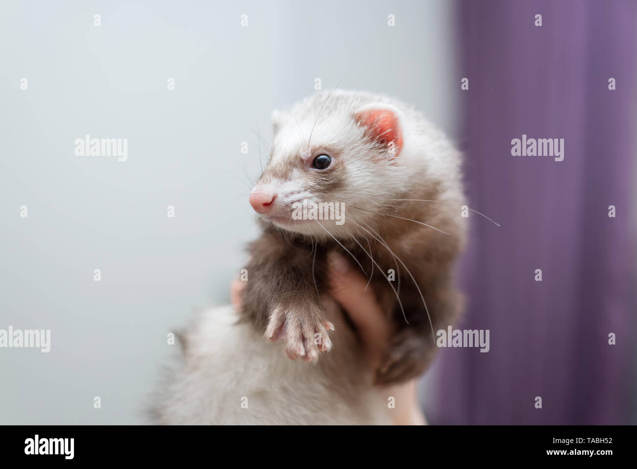 ferret young sitting on his hands. friendship animal and man Stock ...