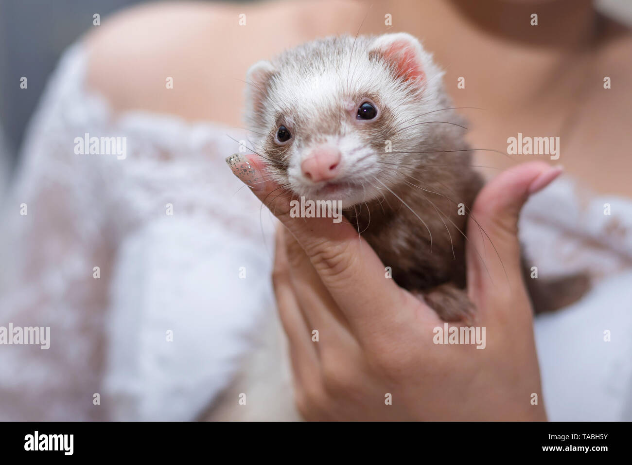 Man with ferret hi-res stock photography and images - Alamy