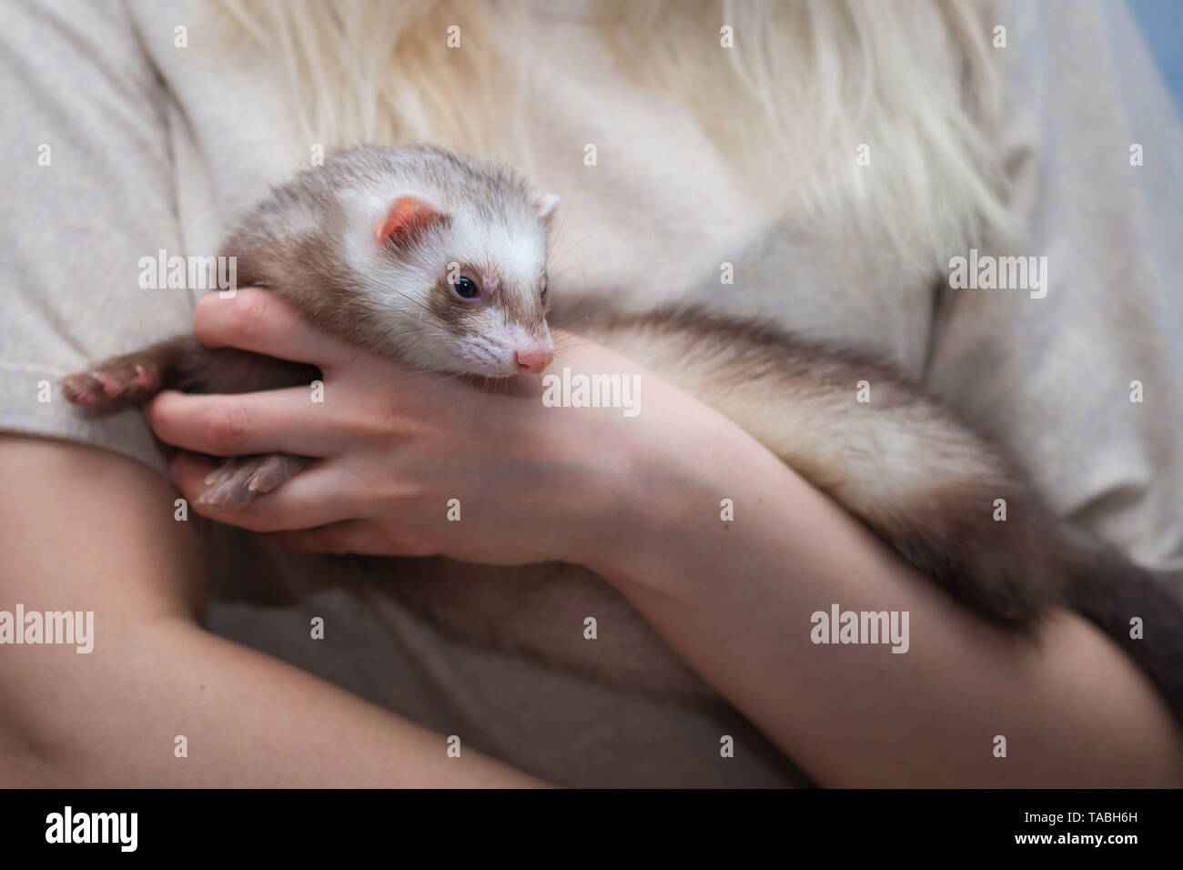 The ferret man hi-res stock photography and images - Alamy