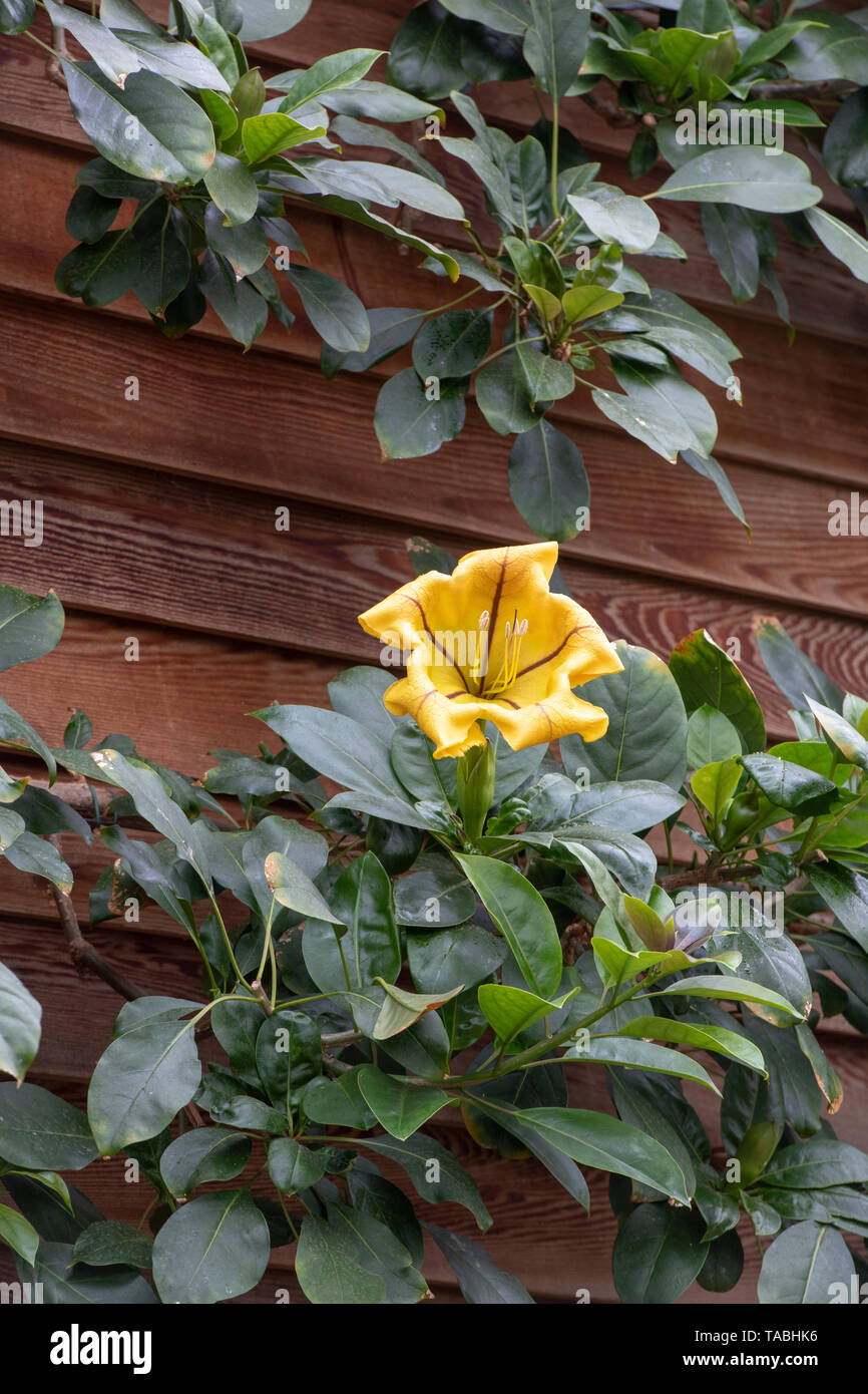 Solandra maxima. Golden chalice vine flower at RHS Wisley Gardens ...