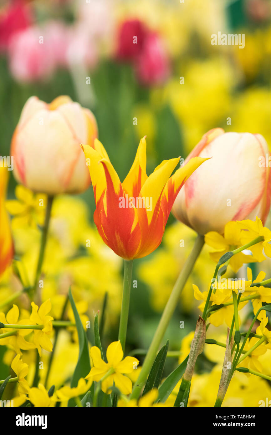 Tulip fire hi-res stock photography and images - Alamy