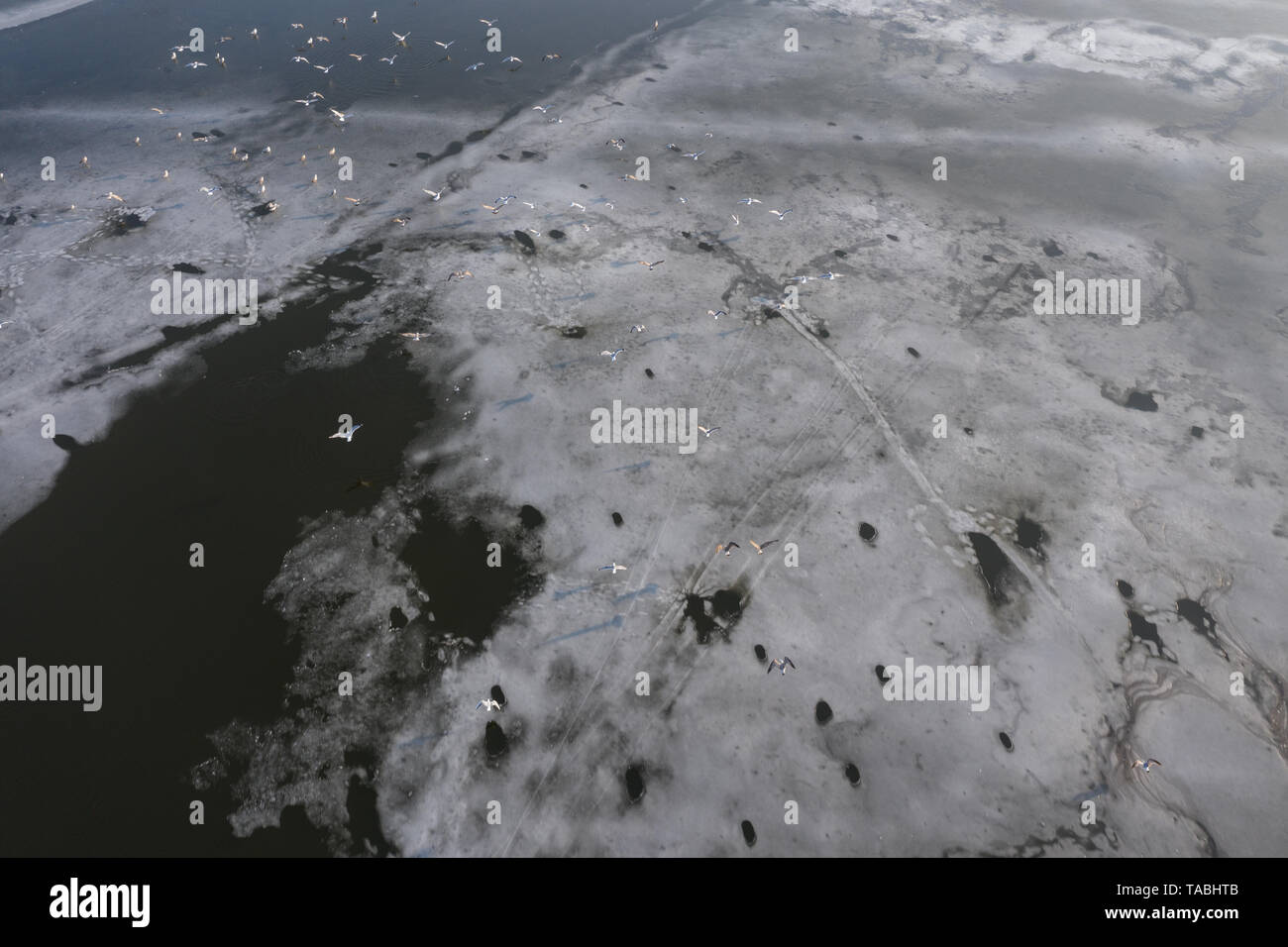 Overhead drone shot of group of white birds flying above frozen lake on ...