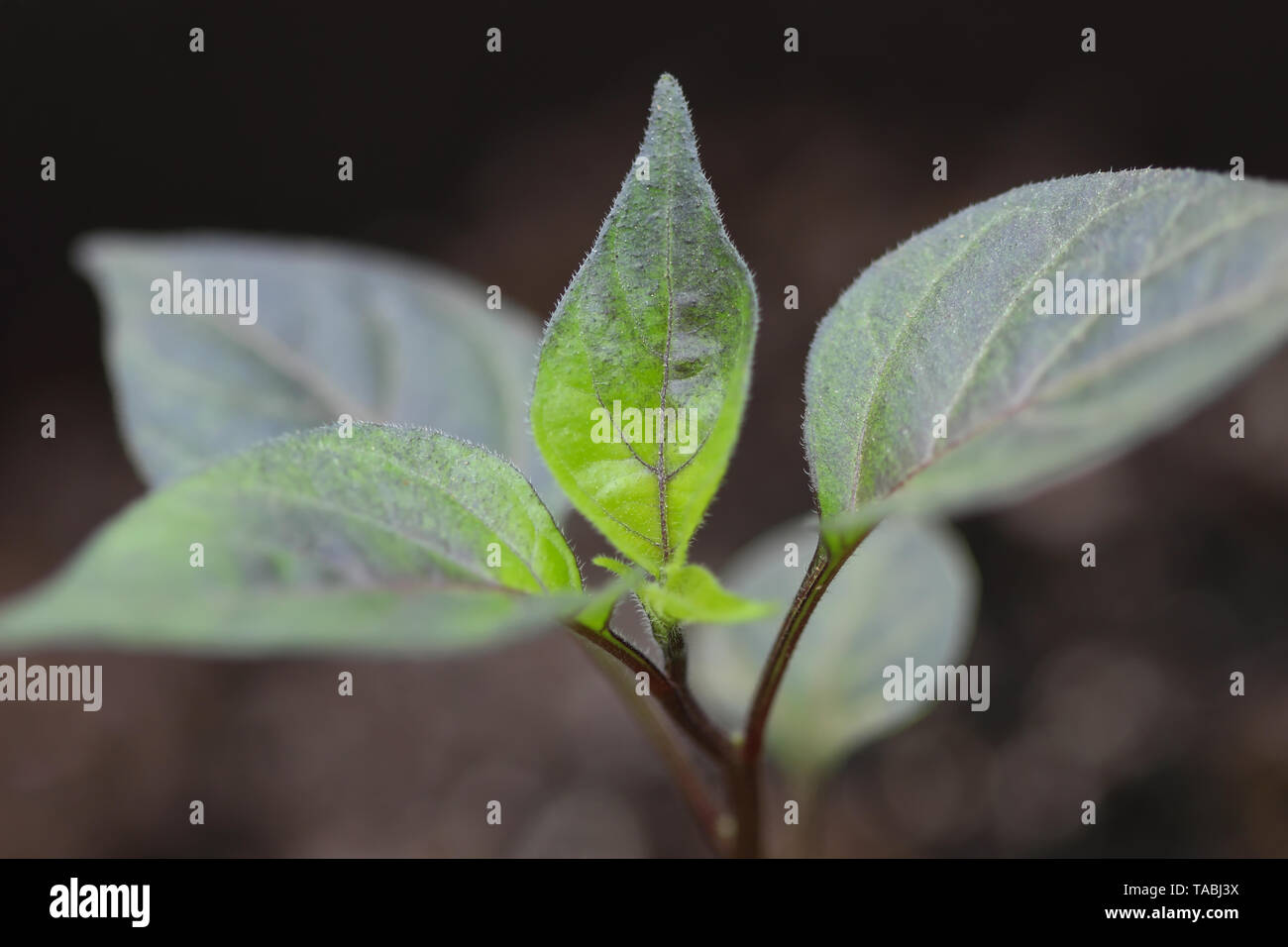 Chili pepper seedling Stock Photo - Alamy