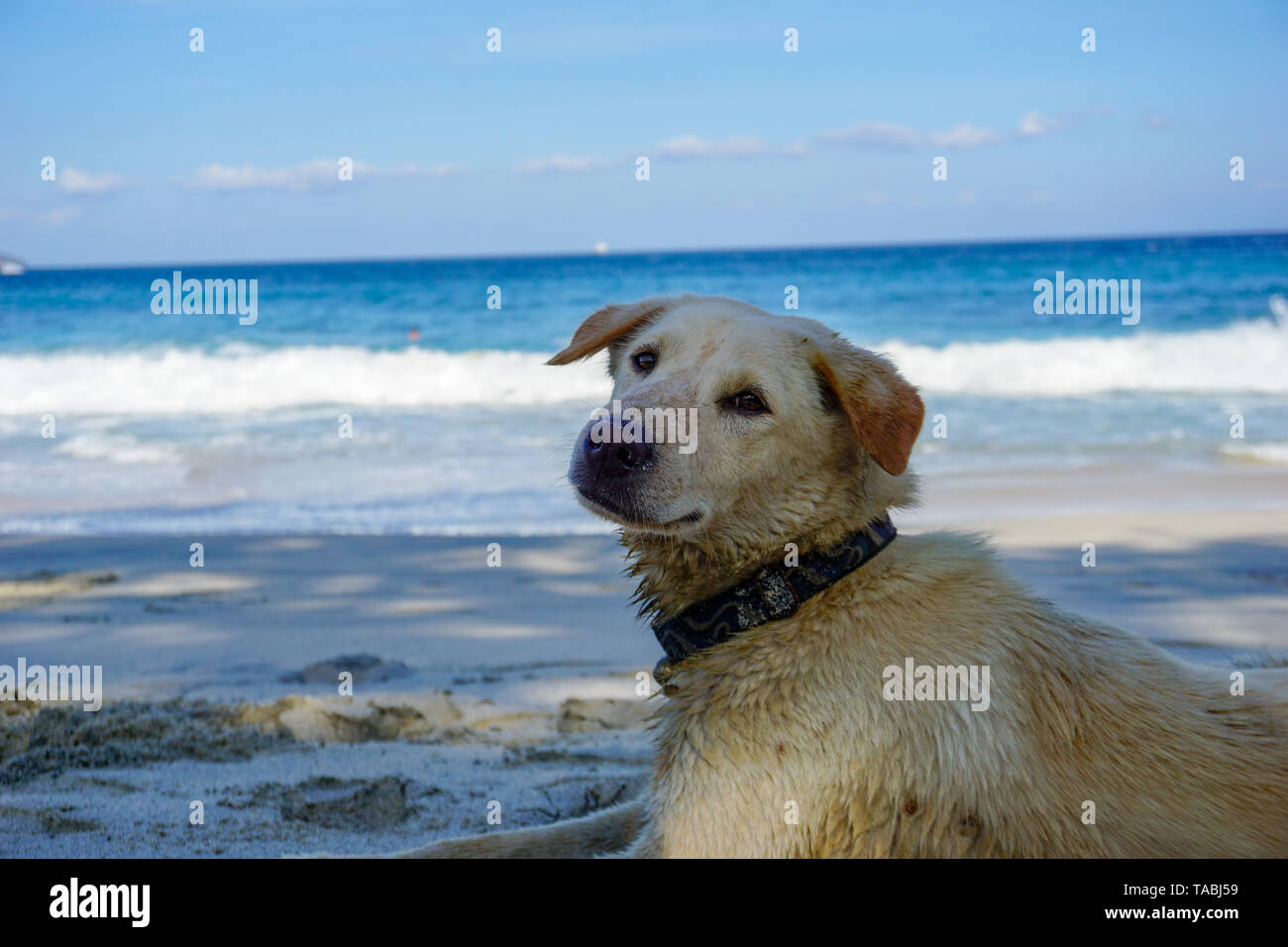 Yellow stray dog walking on the sandy beach Stock Photo - Alamy