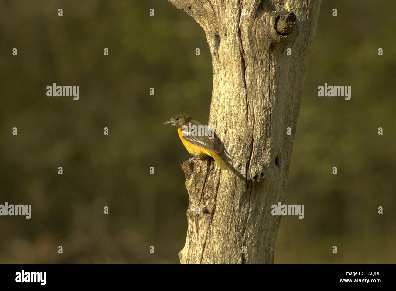 Female oriole hi-res stock photography and images - Alamy