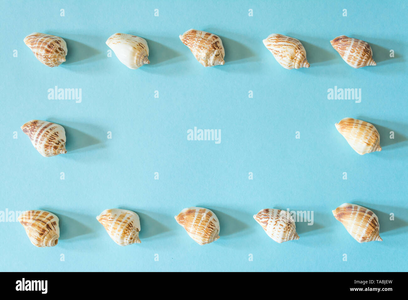 Frame of beautiful seashells on a blue background. Mollusk seashell ...