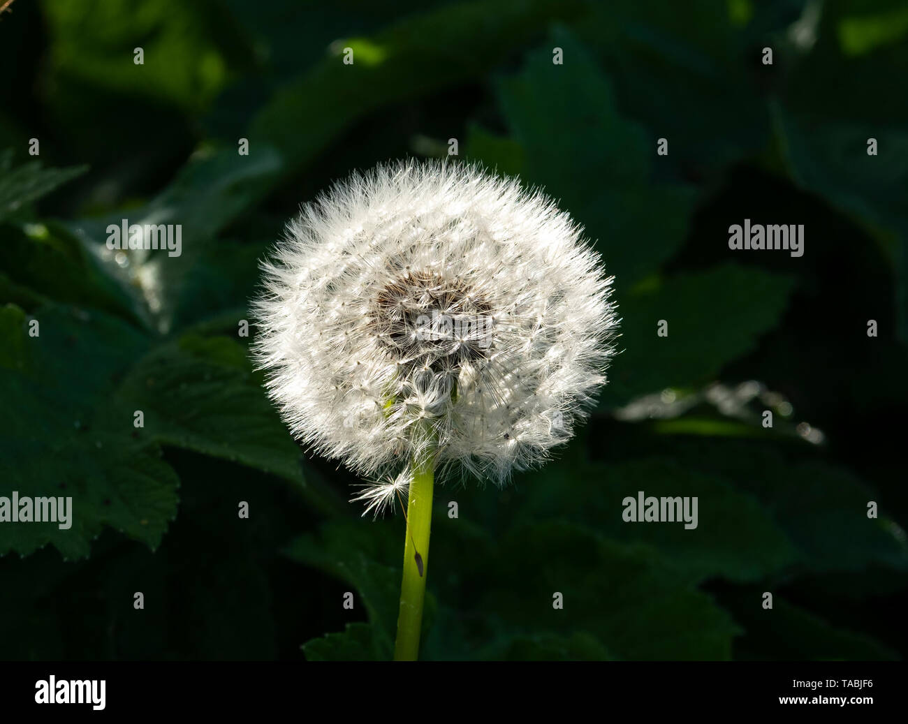 A dandelion seed head also know as a Dandelion clock (Taraxacum ...
