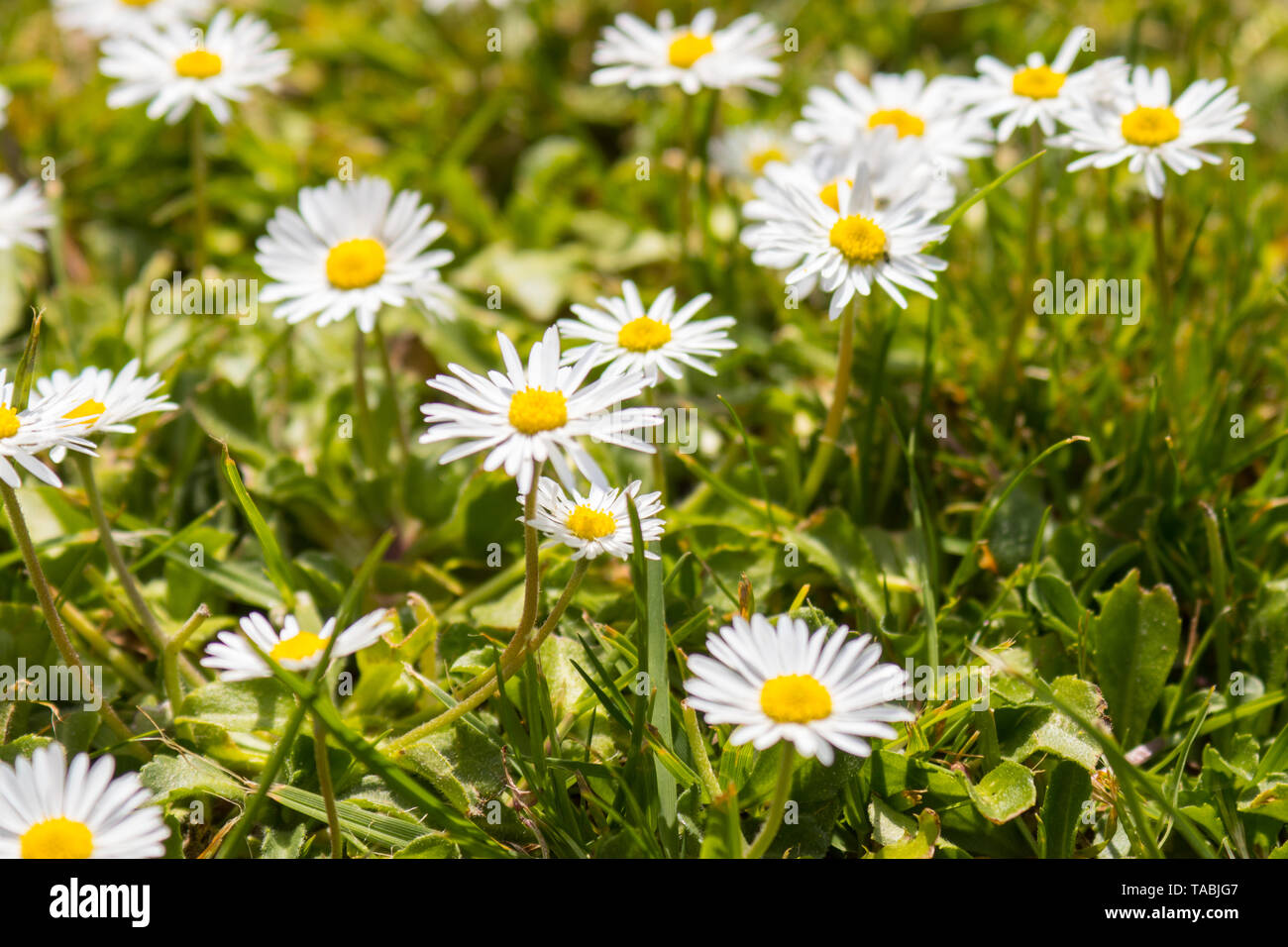 Daisies in a British garden in summer Stock Photo - Alamy