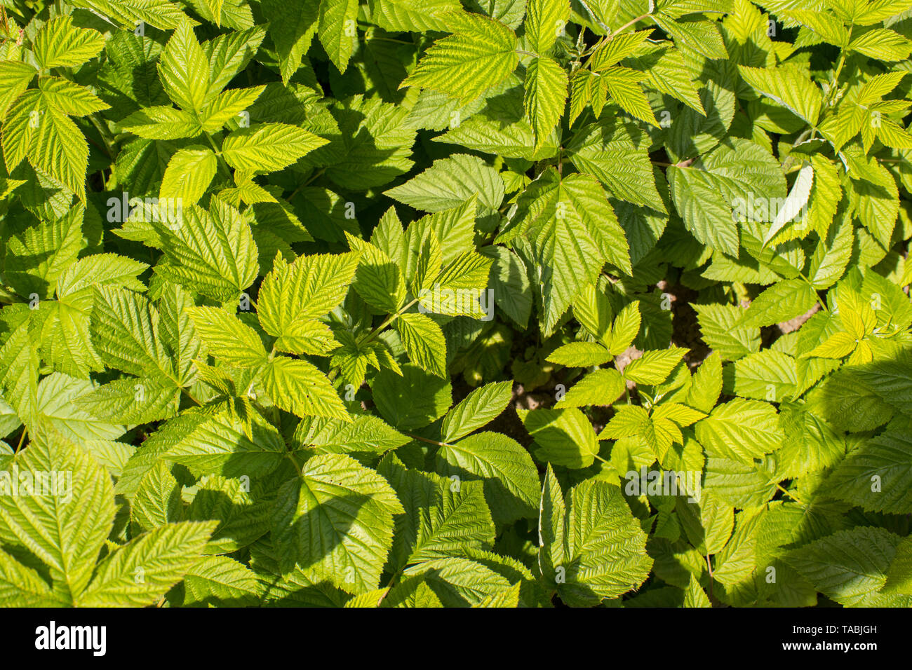 Raspberry canes in a British garden Stock Photo - Alamy
