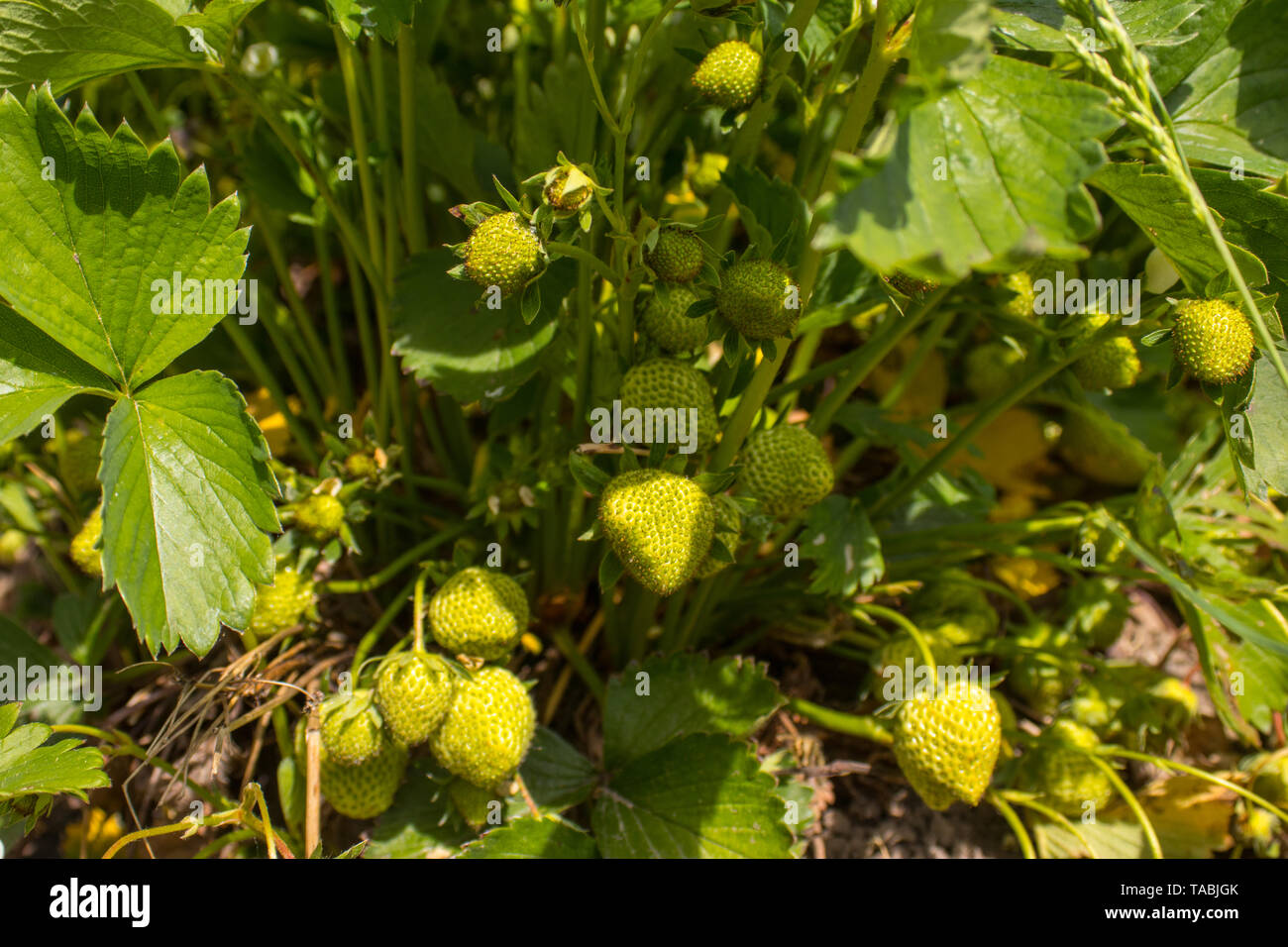 Strawberry plants in a British garden Stock Photo - Alamy