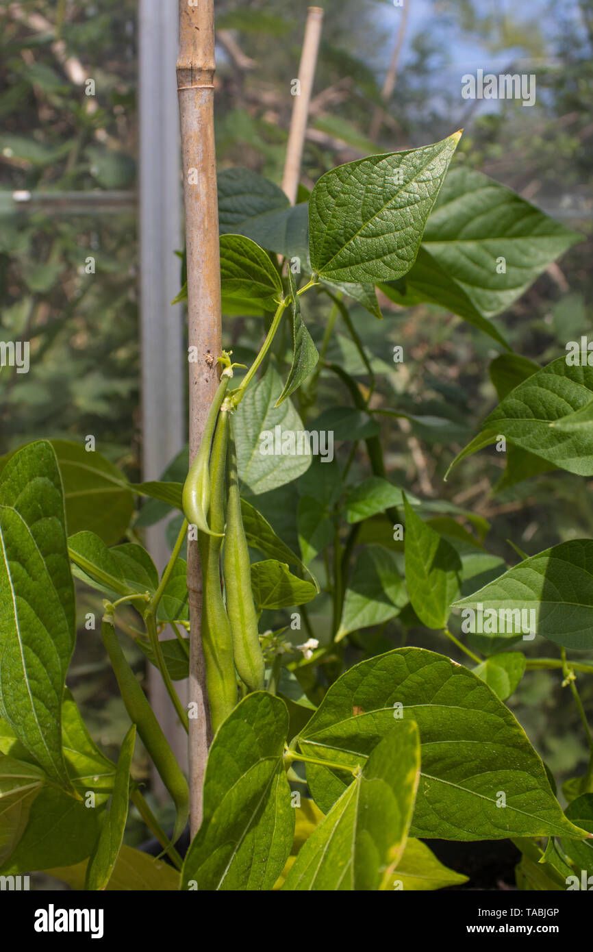 Dwarf beans in a British garden Stock Photo - Alamy