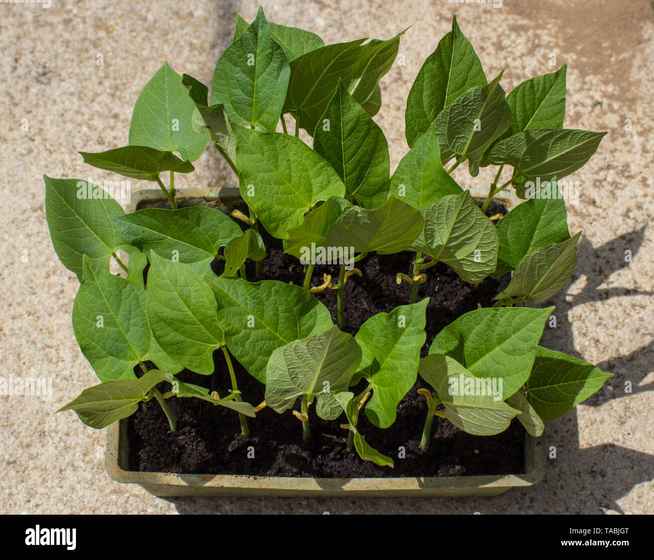 Dwarf beans hi-res stock photography and images - Alamy