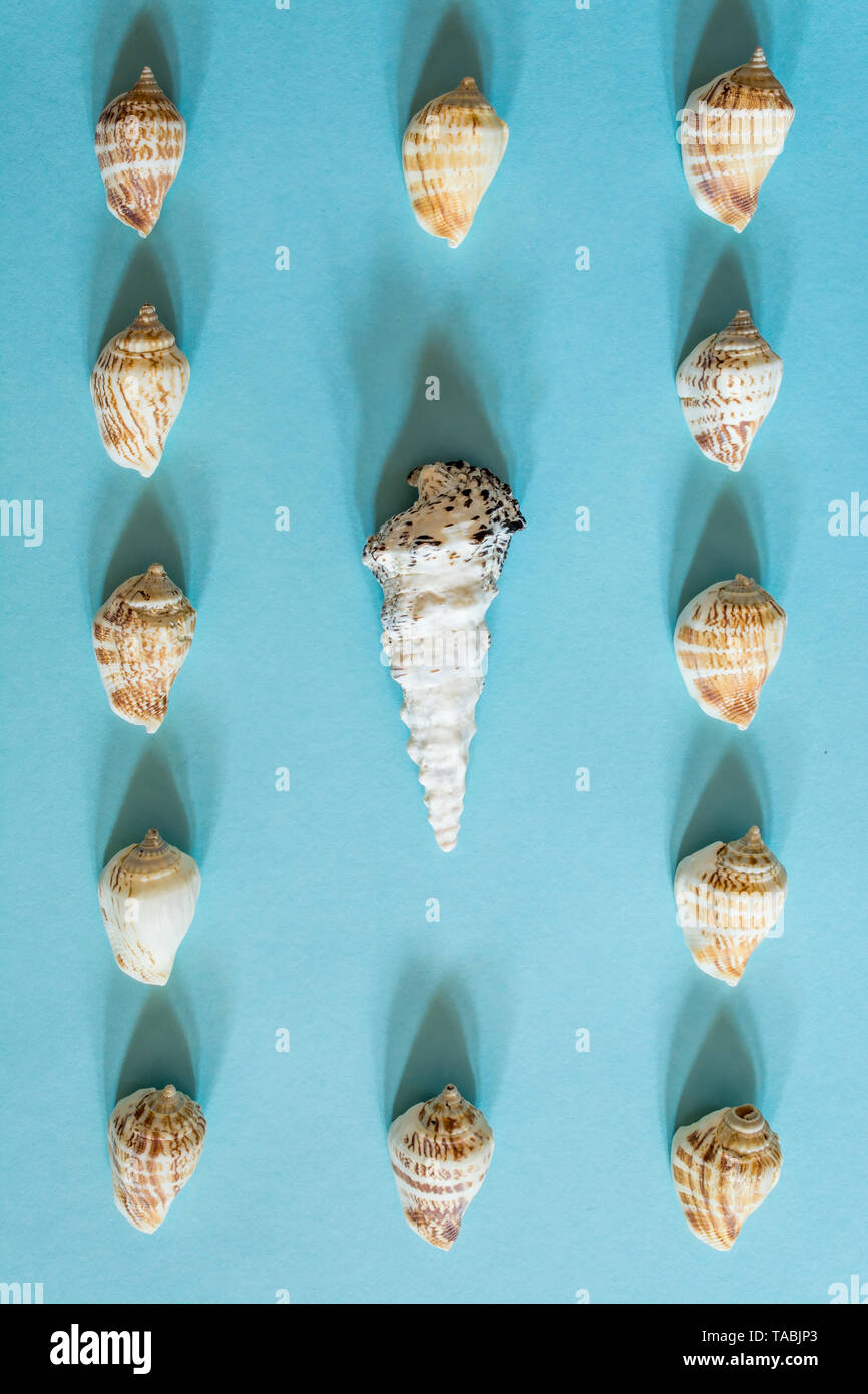 Frame of beautiful different seashells on a blue background. Mollusk ...