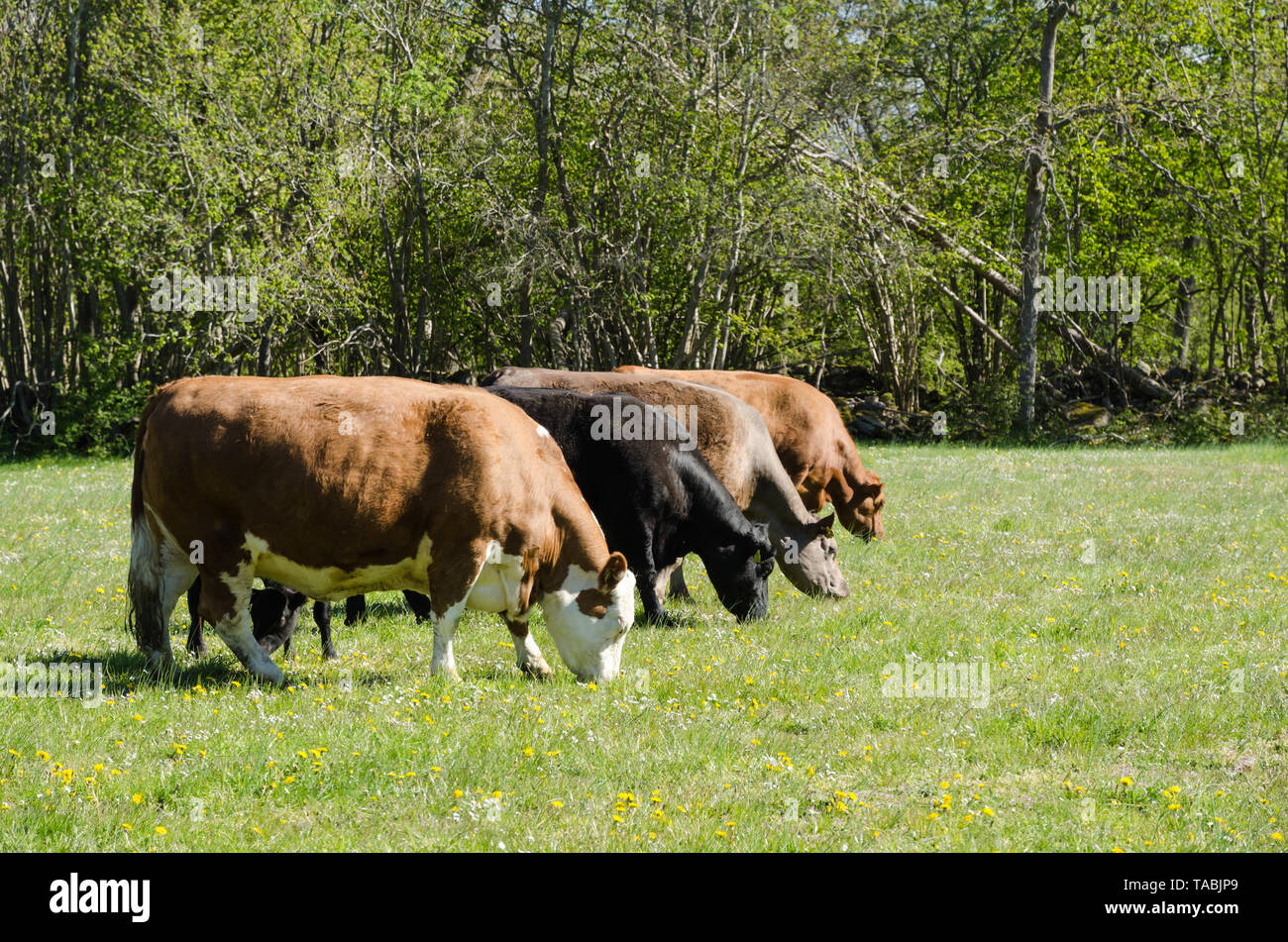 Cattle line up hi-res stock photography and images - Alamy