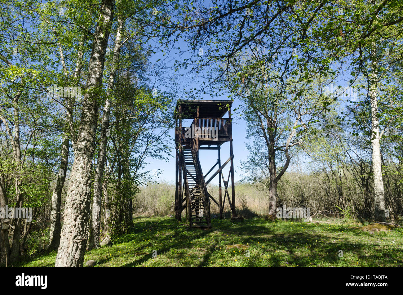 Bird watching tower in a beautiful deciduous forest by springtime at ...