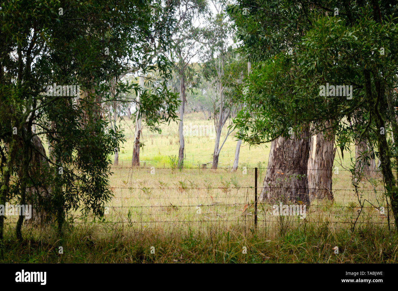 Eucalyptus tree farm hi-res stock photography and images - Alamy