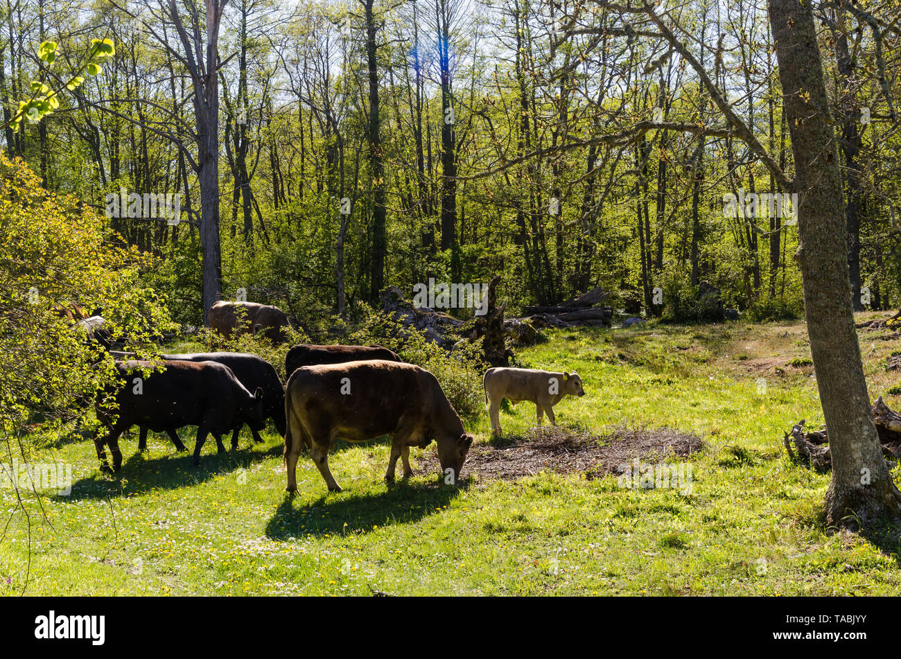 Grazing cattle in a bright and green forest by spring season in the ...