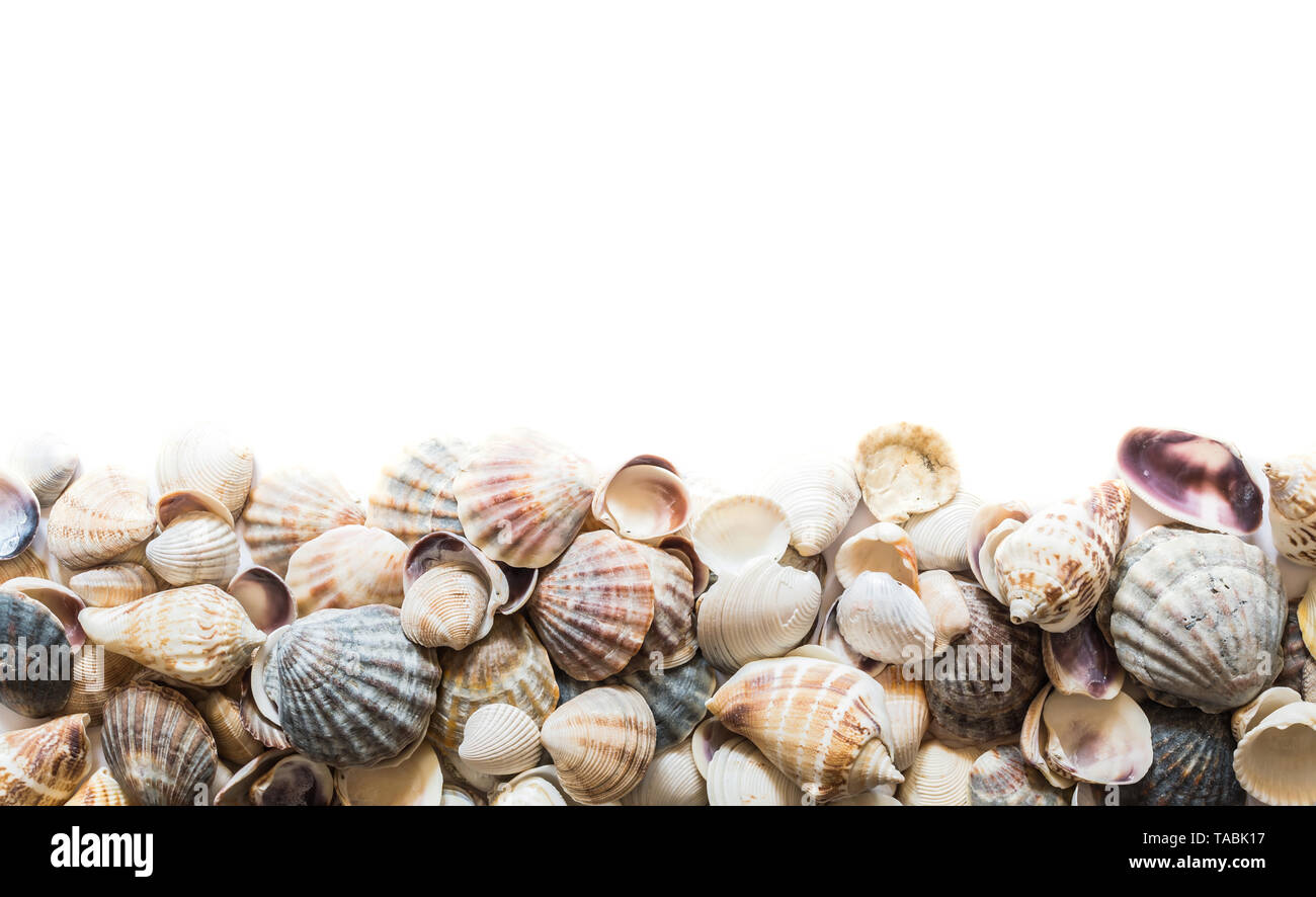 Background of beautiful different seashells isolated on top with space ...