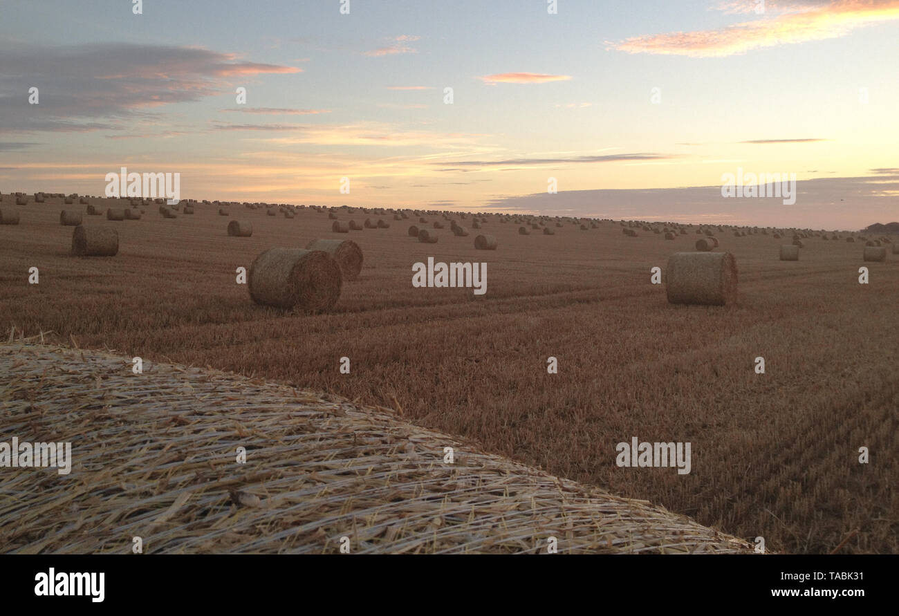 Hay bales dotting rural hi-res stock photography and images - Alamy