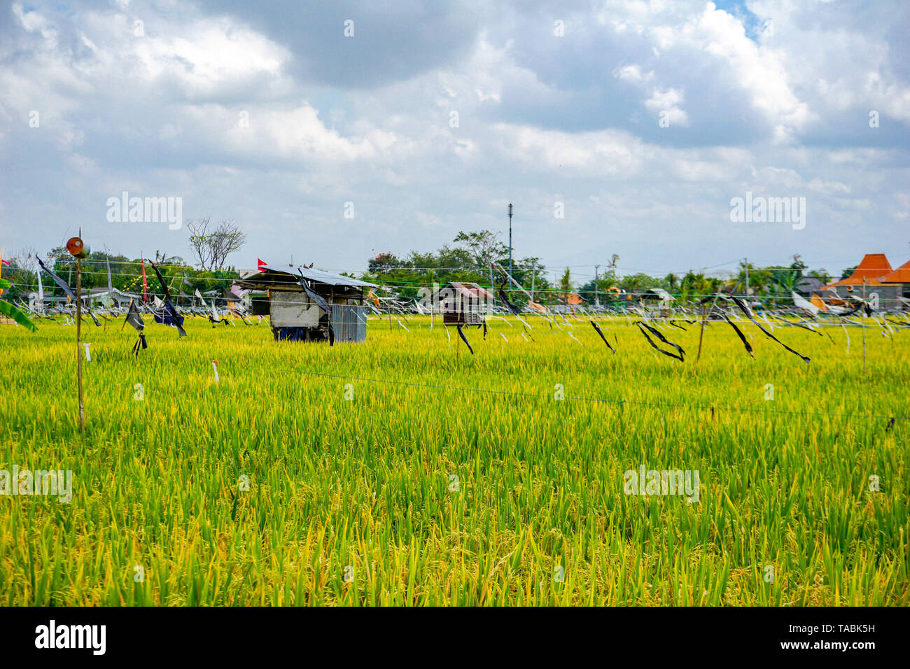 Rice field, palm trees and houses, rural landscape, Canggu, Bali Island ...