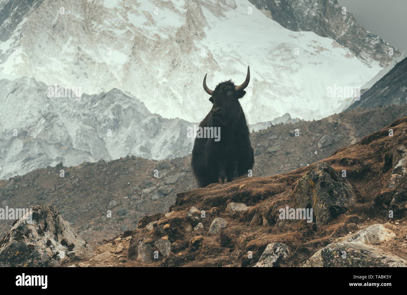 Yak mountains hi-res stock photography and images - Alamy