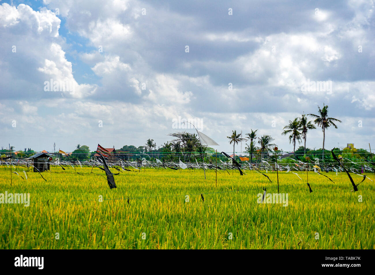 Rice field canggu hi-res stock photography and images - Alamy