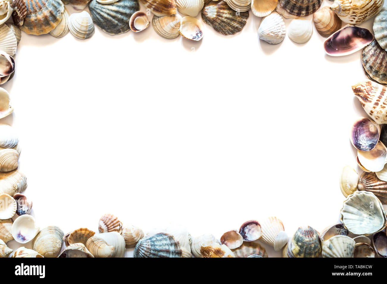 Frame of beautiful different seashells isolated on white background ...