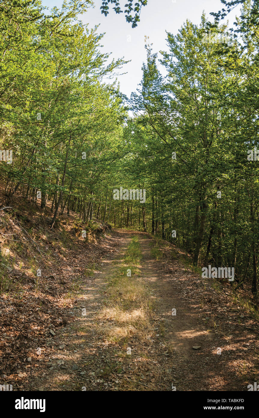 Dirt trail passing through green leafy beech forest at the highlands of ...