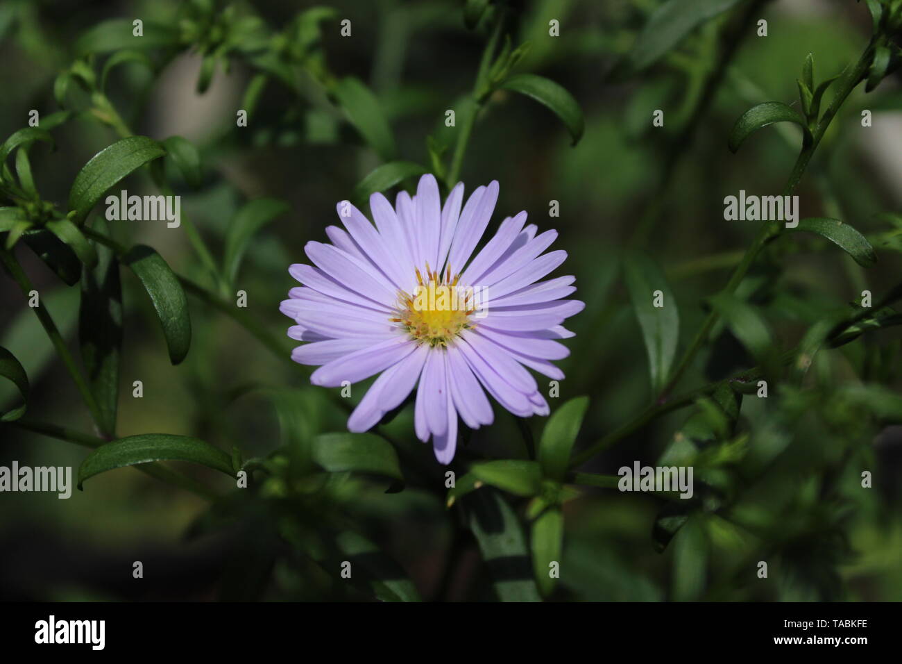 Sunny day's pink daisy Stock Photo - Alamy