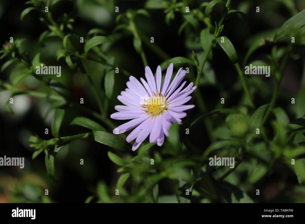 Sunny day's pink daisy Stock Photo - Alamy