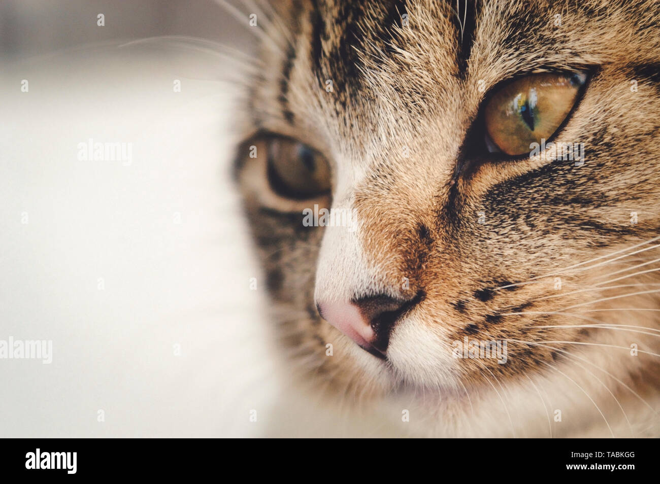 Cat_eyes hi-res stock photography and images - Alamy