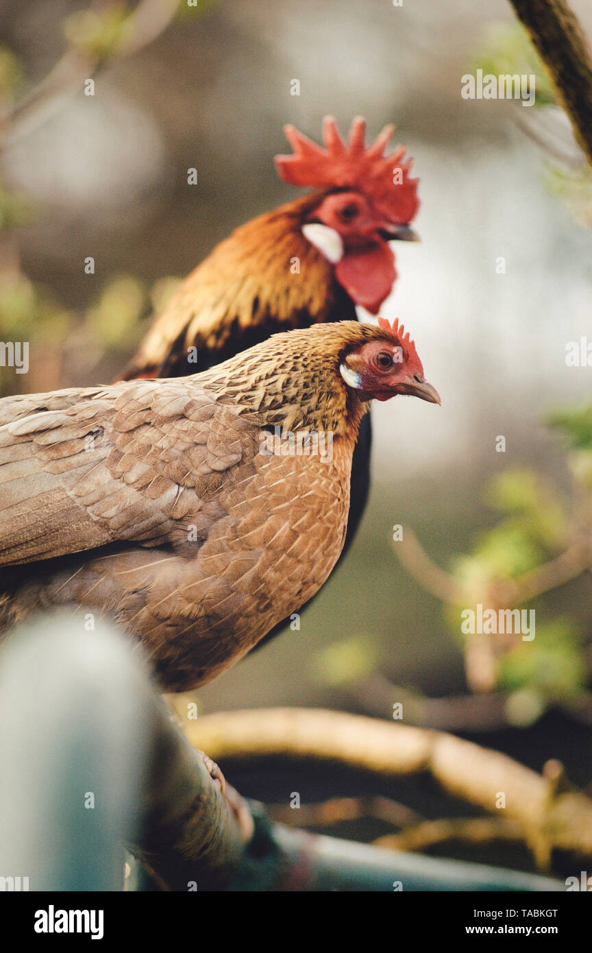 Chicken and Rooster Stock Photo - Alamy