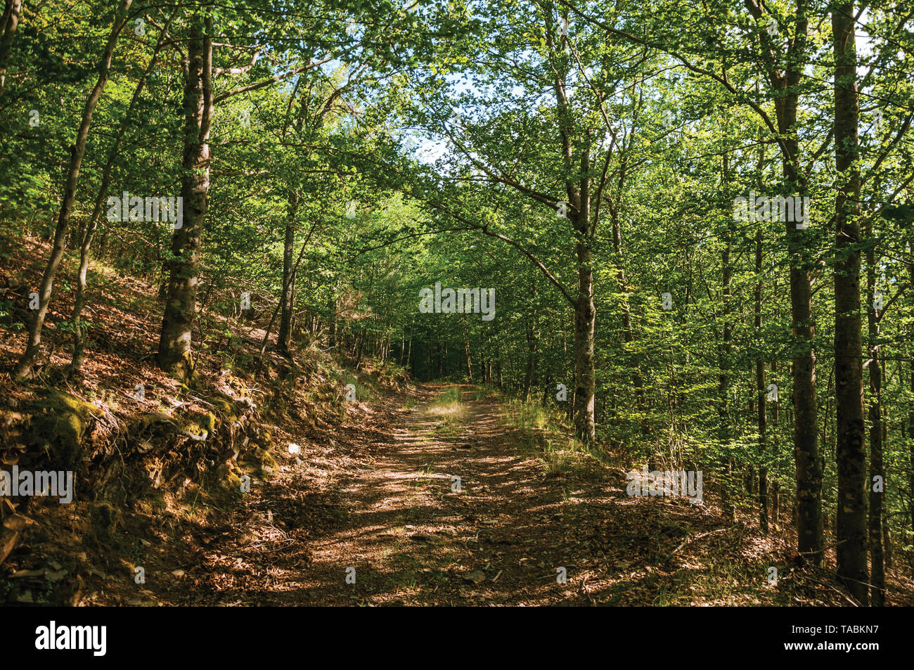 Dirt trail passing through green leafy beech forest at the highlands of ...