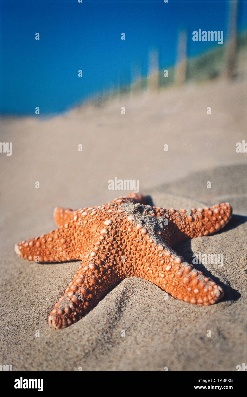 Sea Star on the Beach Stock Photo - Alamy