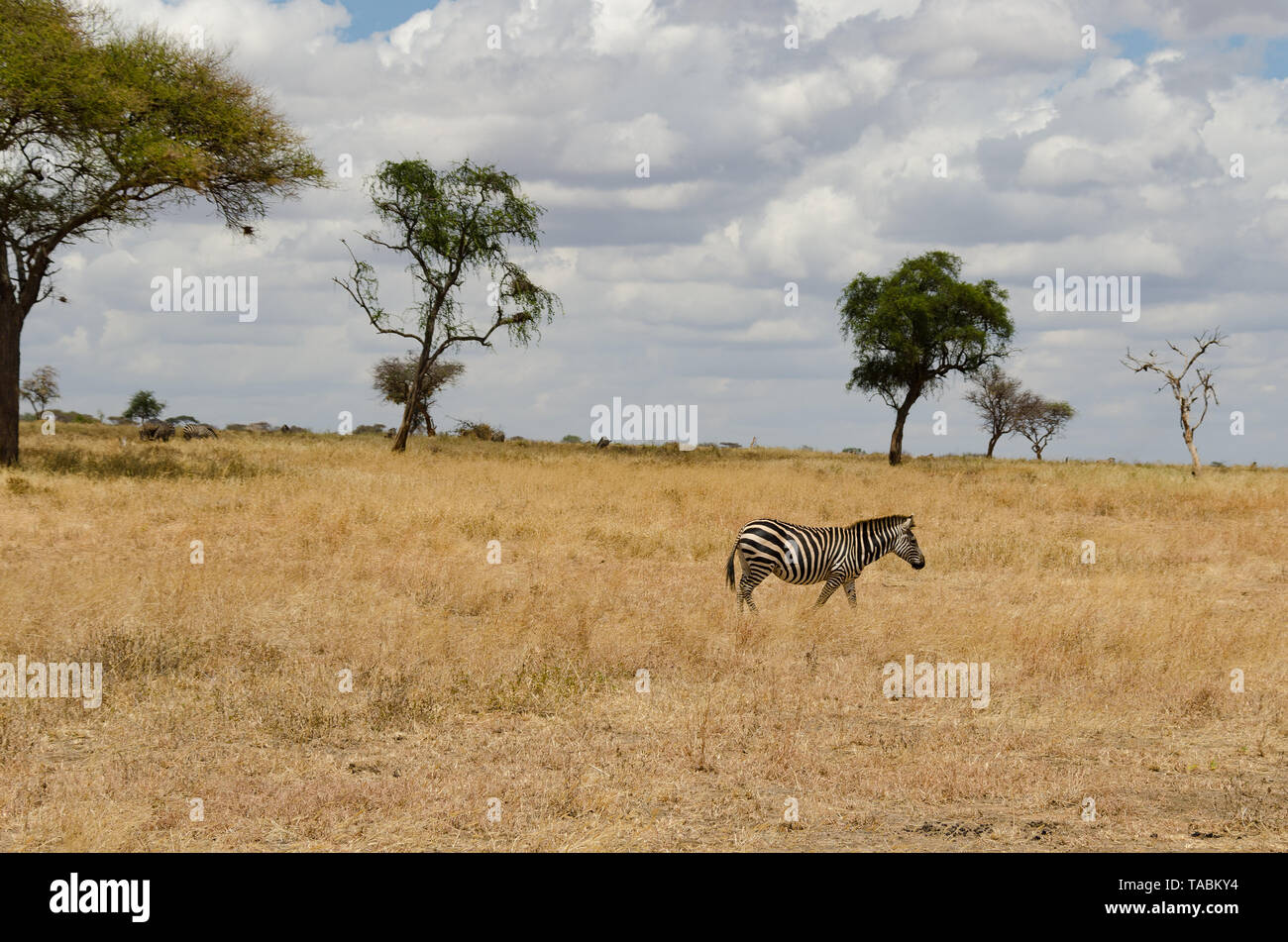 Single zebra in dry grasslands with trees on the horizon Stock Photo ...