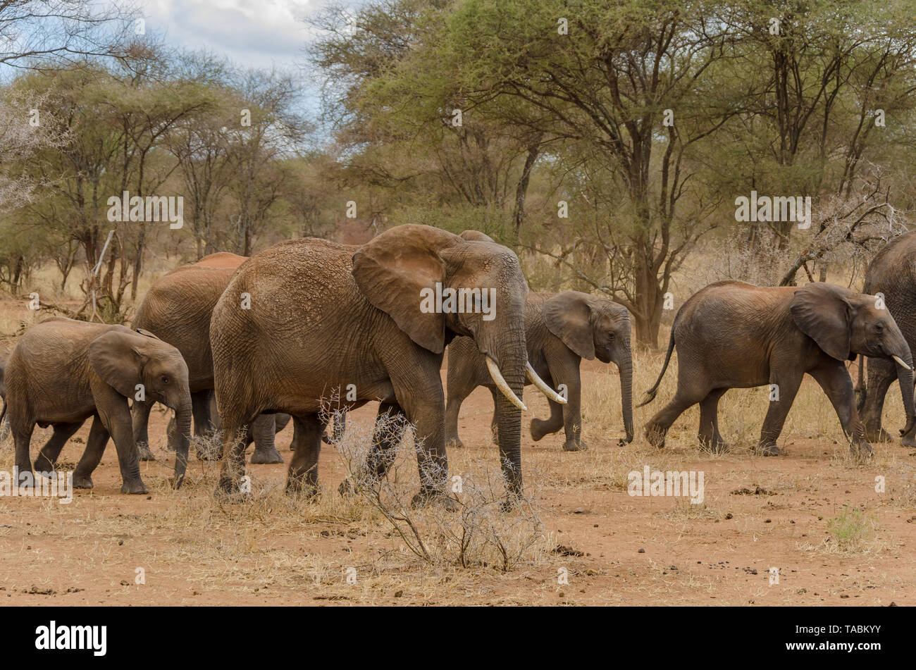 Herd of Elephants walking through dry dusty trees in Tanzania Stock ...