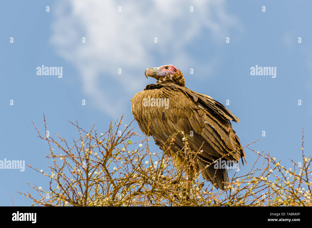 Lappet Faced Vulture on top of tree Stock Photo - Alamy
