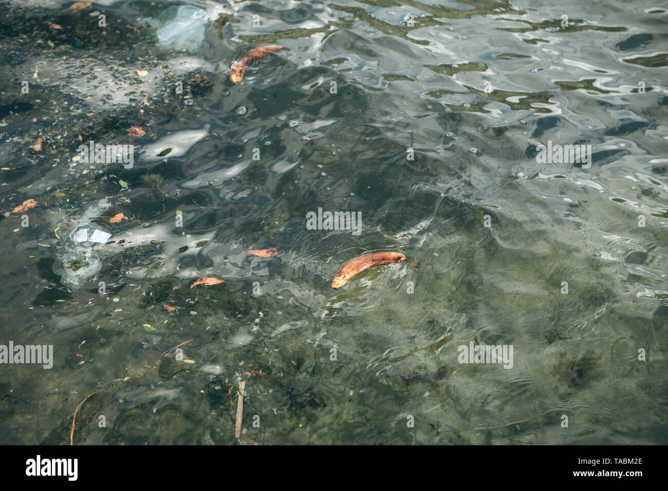 Pollution of the sea or water with plastic bags, garbage and food ...