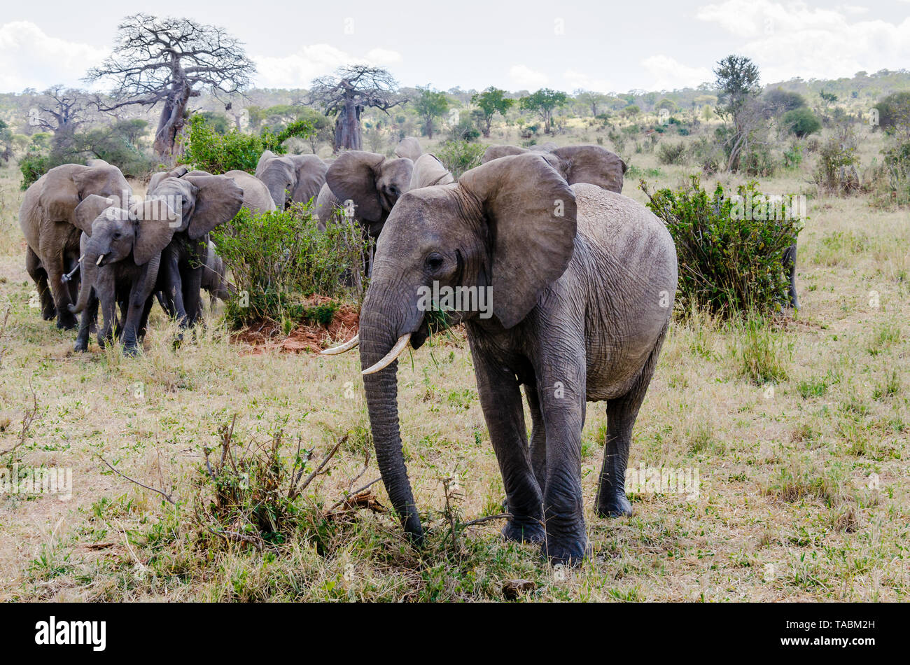 Elephant heard with baobab trees in the distance horizon Stock Photo ...