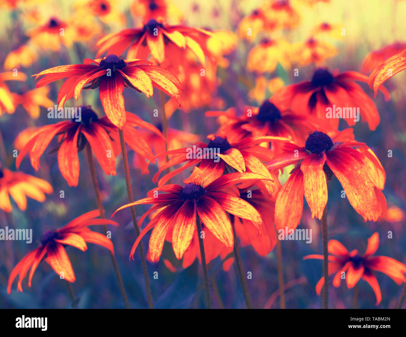 Vintage flower background. Gradient color. Flower lawn in a garden ...