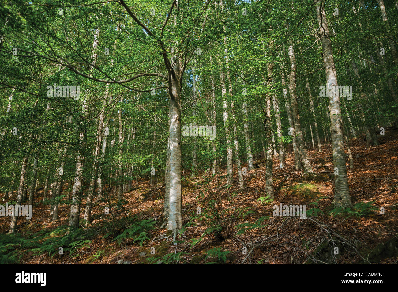 Greenwood hill hi-res stock photography and images - Alamy