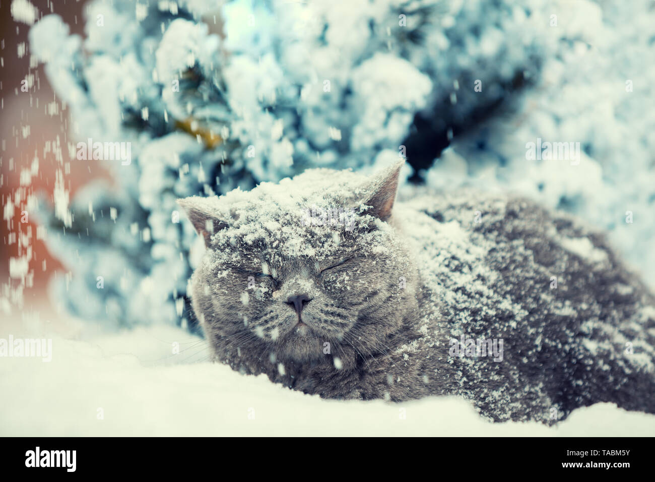 Cat sitting in snow during a blizzard near fir tree in winter. Cat ...