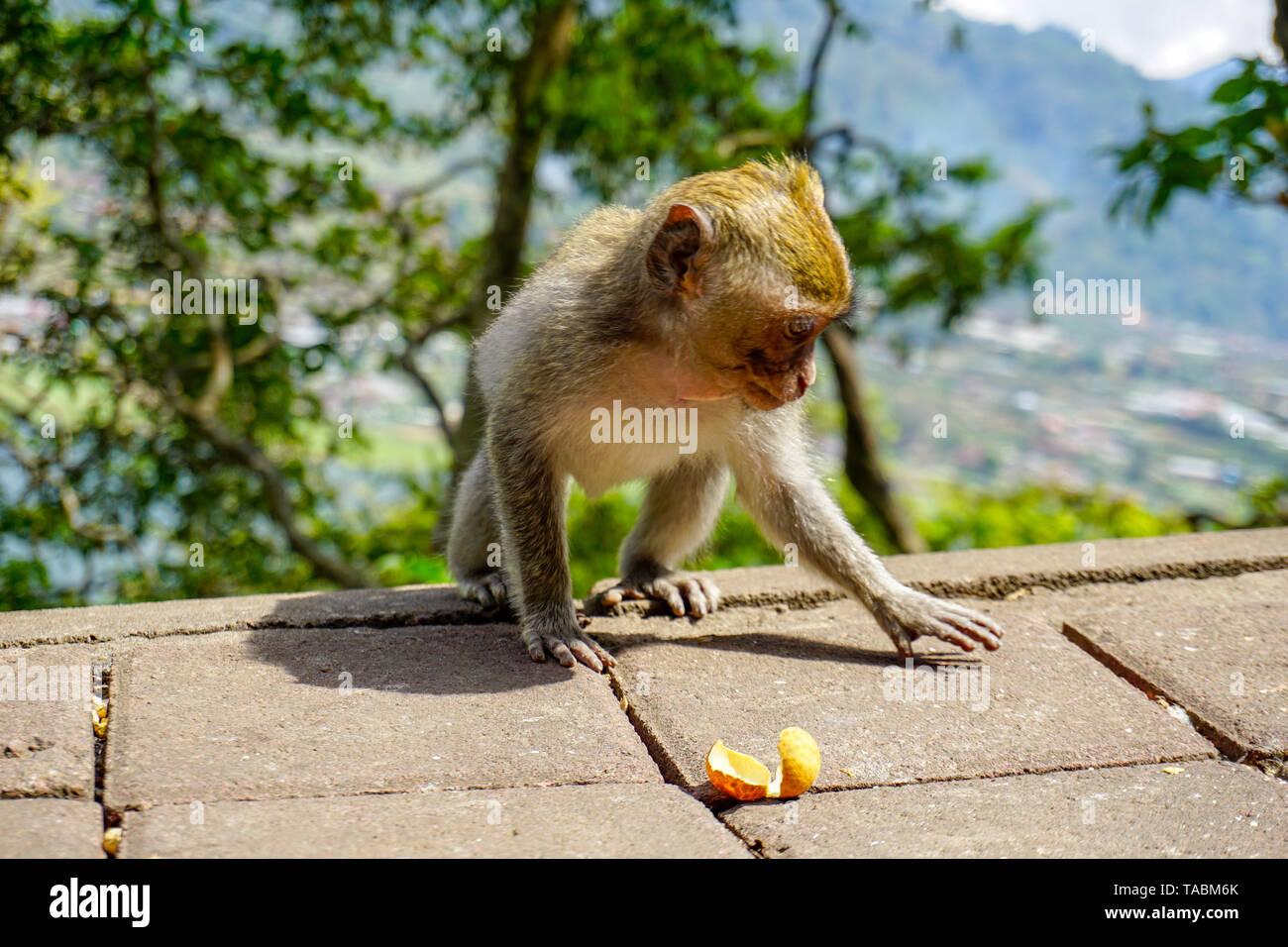 Monkey forest road ubud bali hi-res stock photography and images - Alamy