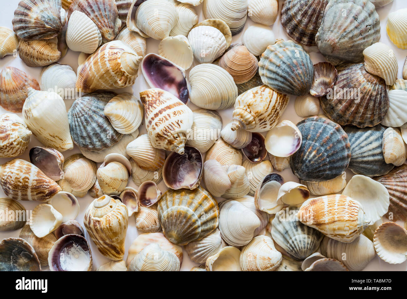 Seashell Photography